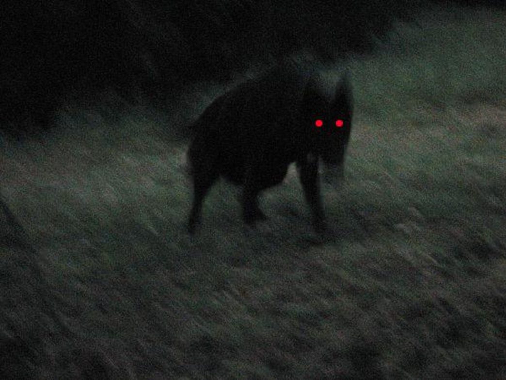 Bizarre Tales Of Demonic Black Dogs Around The World! - UFO Insight