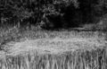 The Tully Nest Affair And The 1966 Wave Of UFO Sightings Across ...